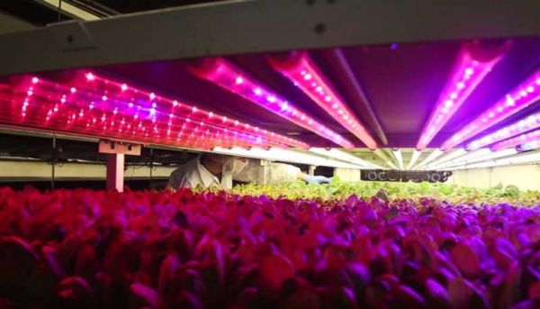 The Farm Of The Future Uses 95% Less Water - WordlessTech