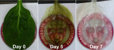 Scientists Turn Spinach Leaf Into Human Heart Tissue - WordlessTech
