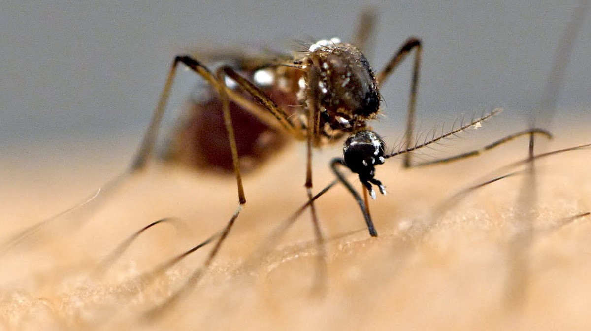Why Are Mosquitoes Attracted To Me WordlessTech