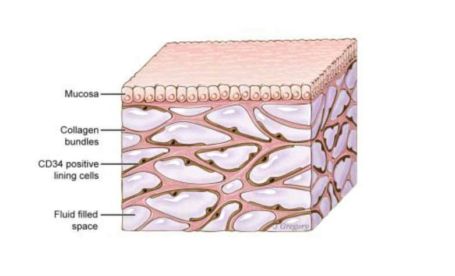 A New Organ In The Human Body Was Discovered - WordlessTech