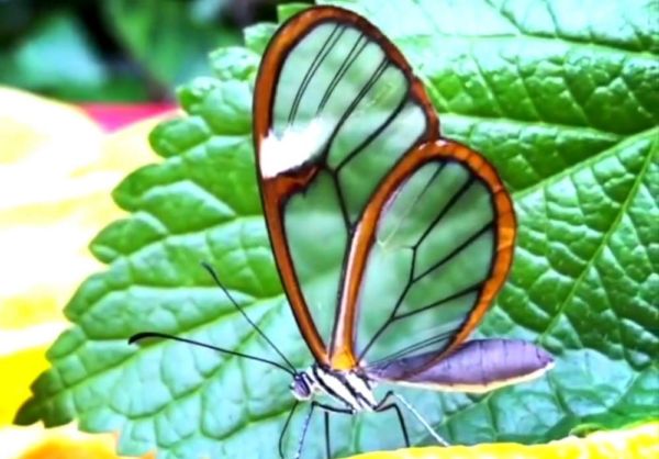 Amazing Colorful Creatures | WordlessTech