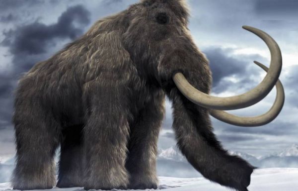 Woolly Mammoths Could Come Back To Life - WordlessTech