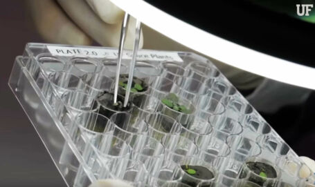 Scientists Grow Plants In Lunar Soil For The First Time - WordlessTech