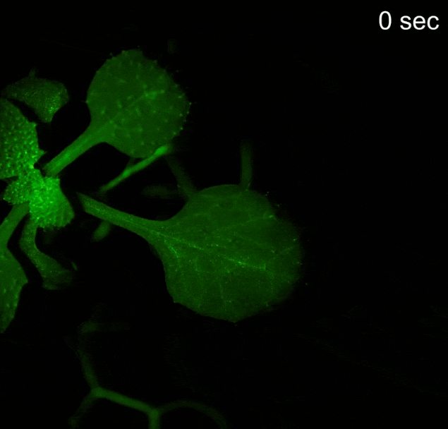 Footage Shows Plants 'Talking' To Each Other - WordlessTech