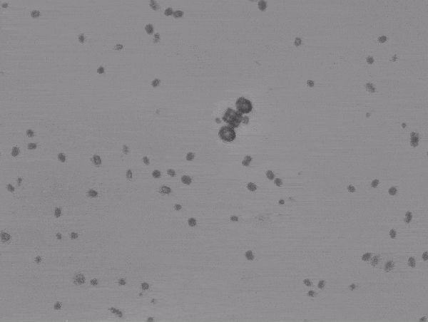 Tiny Micromachines Steered By Microorganisms - WordlessTech