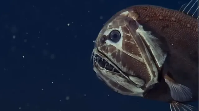 The Deeper You Go, Deep Sea Creatures Get Creepier - WordlessTech